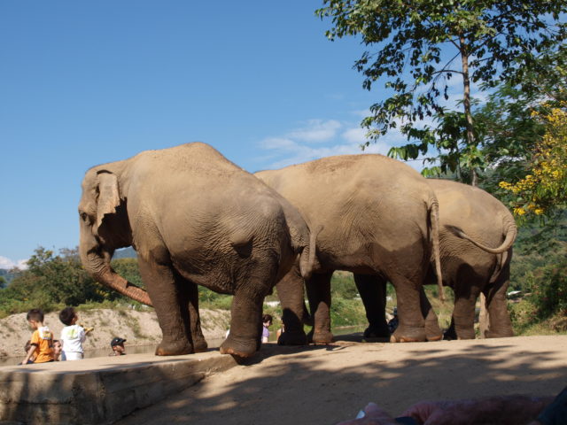 The Deal Behind Riding Elephants in Southeast Asia
