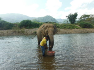 The Job of a Mahout in Southeast Asia