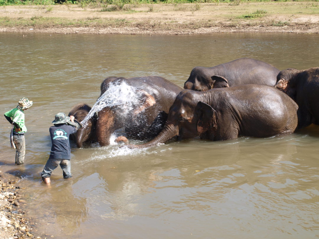 The Job of a Mahout in Southeast Asia