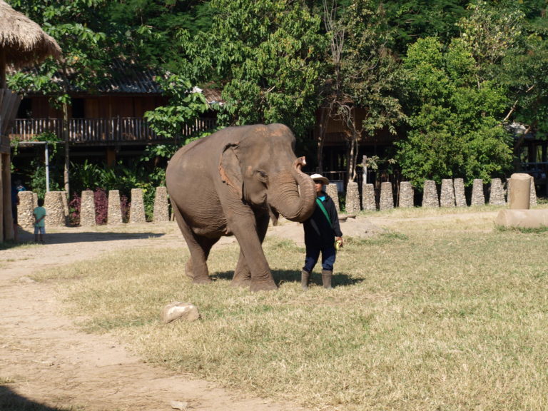 The Job of a Mahout in Southeast Asia