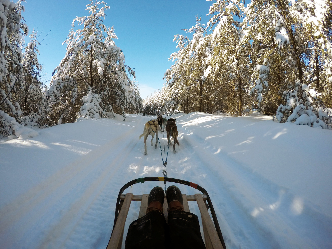 Dogsledding with Timberland Tours in Bristol, Quebec - Twirl The Globe