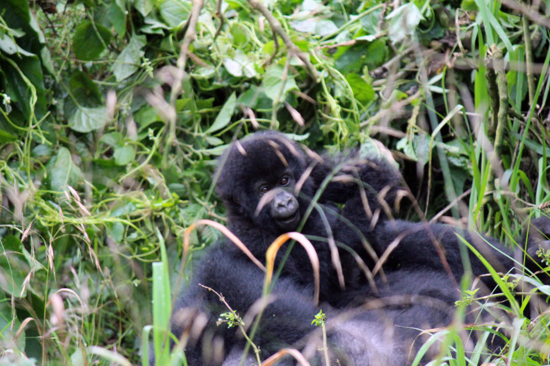Mountain Gorilla Trek in Uganda | Twirl The Globe